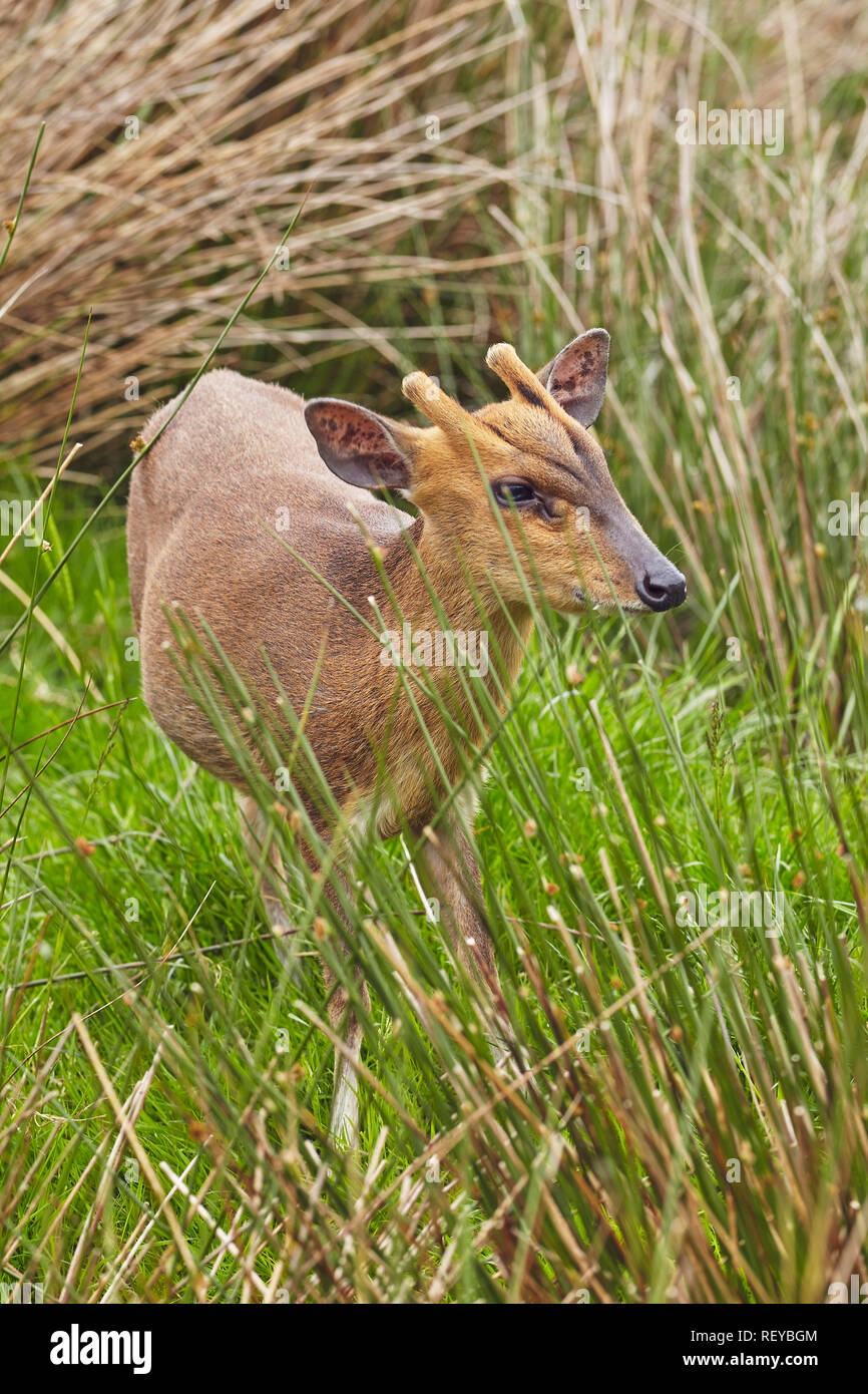Reeves Muntjac deer (Muntiacus reevesi), also called the Chinese ...