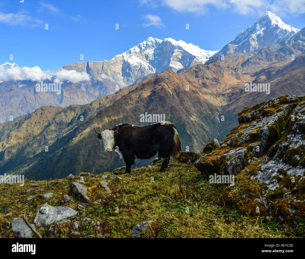 Black yak (cow) on mountain of Annapurna Range of Nepal Stock Photo - Alamy