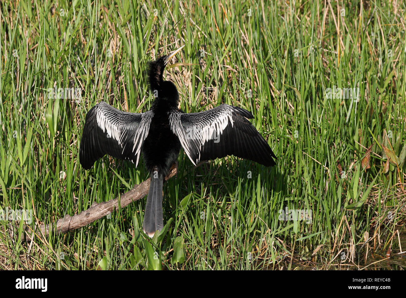 Anhinga, Anhinga anhinga, in Everglades National Park Florida Stock ...