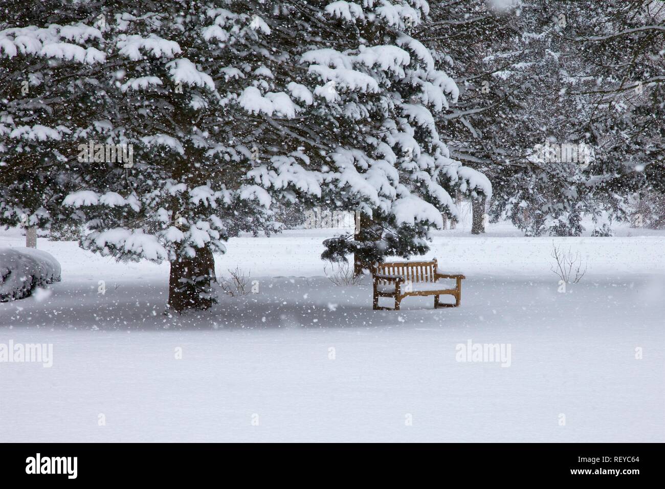 Snowfall Adds to Beauty of Winter Scene Stock Photo - Alamy