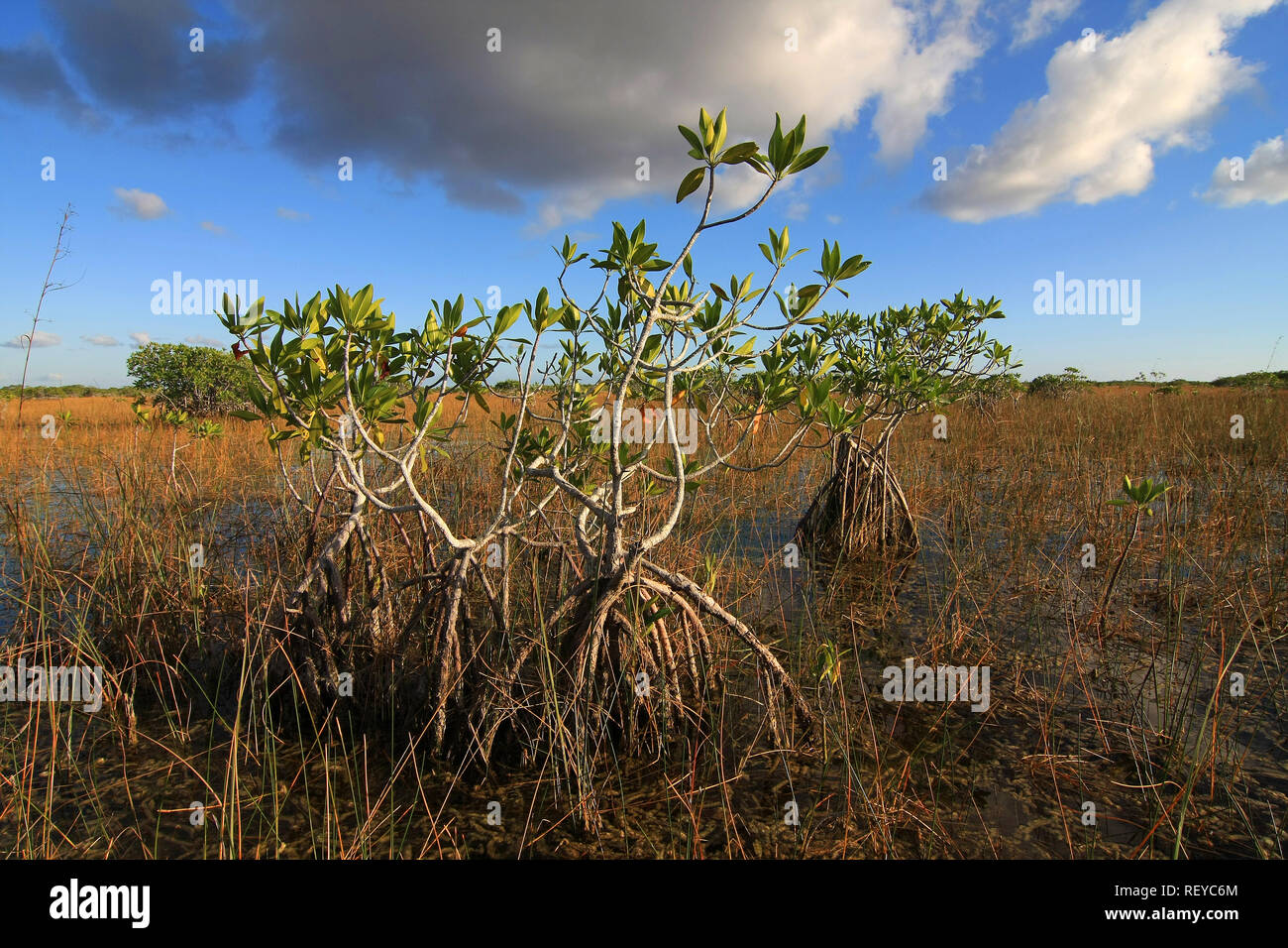 Dwarf Mangrove Trees in late afternoon light in Everglades National ...