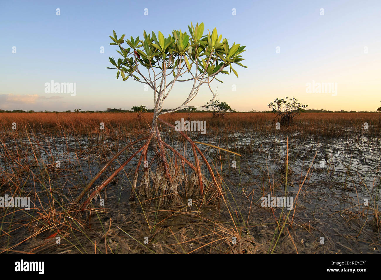 Dwarf Mangrove Trees in late afternoon light in Everglades National ...