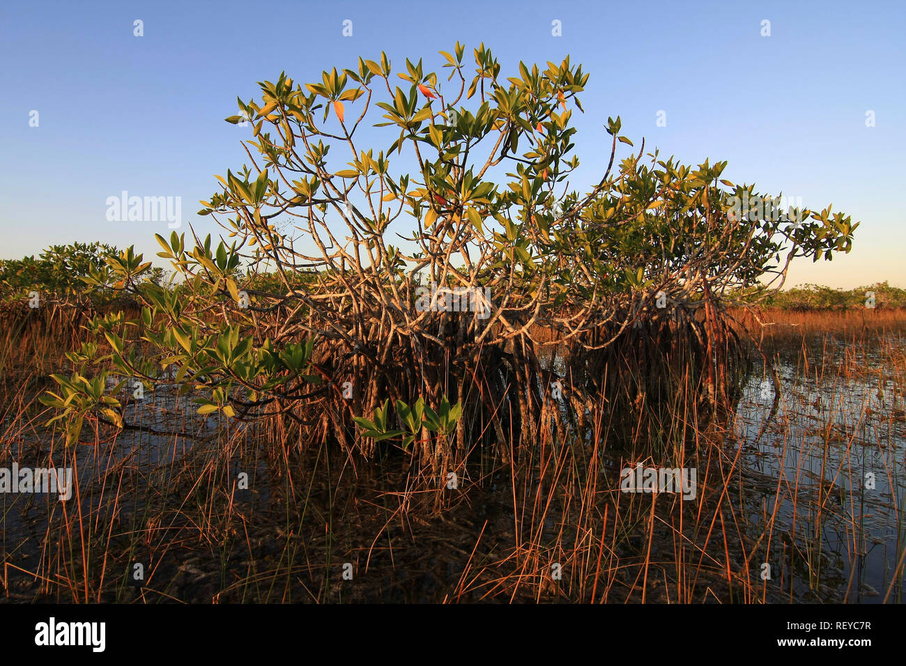 Dwarf Mangrove Trees in late afternoon light in Everglades National ...
