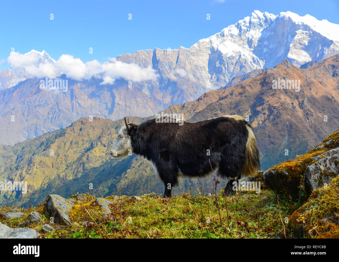 Black yak (cow) on mountain of Annapurna Range of Nepal Stock Photo - Alamy
