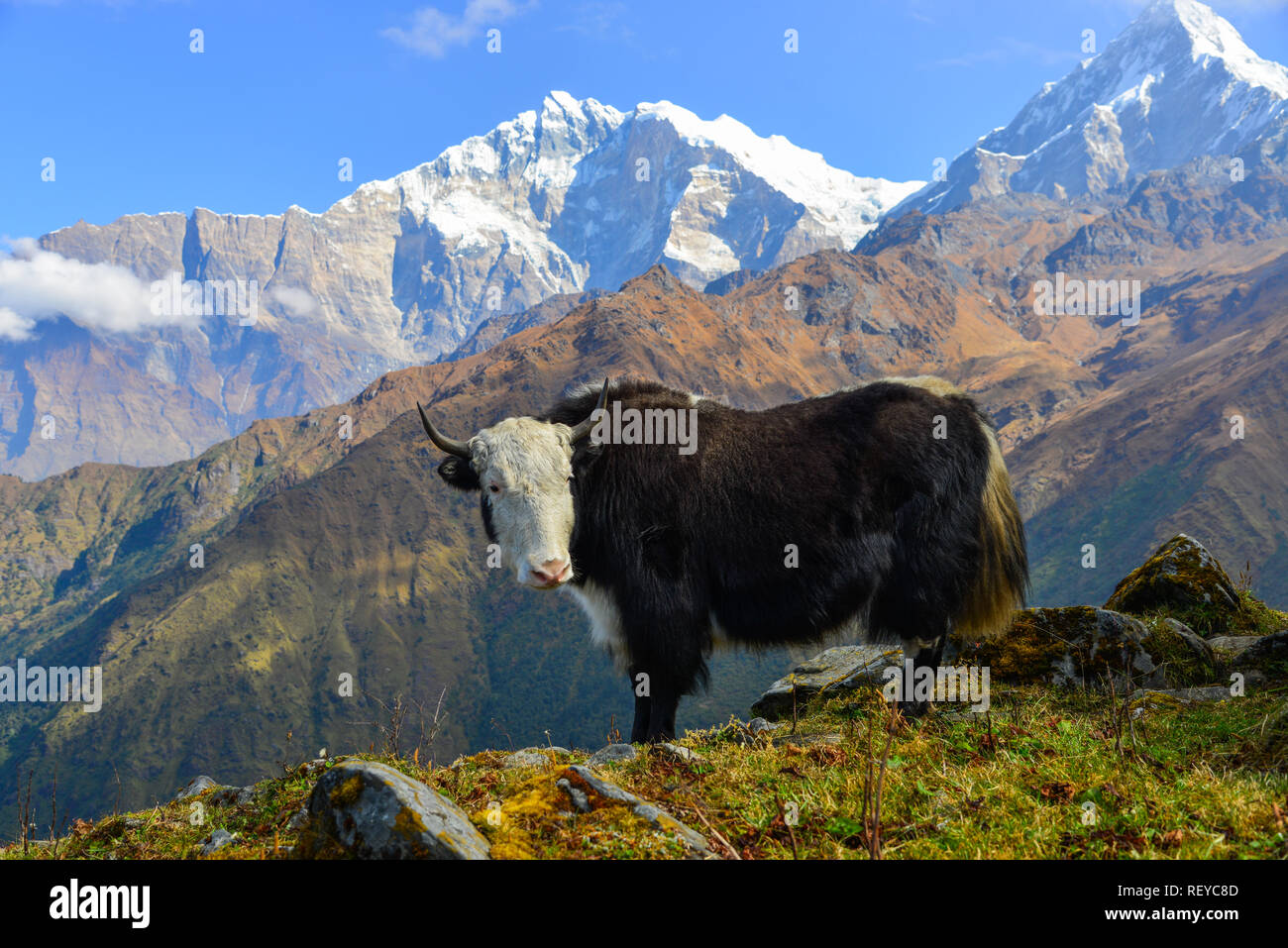 Black yak (cow) on mountain of Annapurna Range of Nepal Stock Photo - Alamy