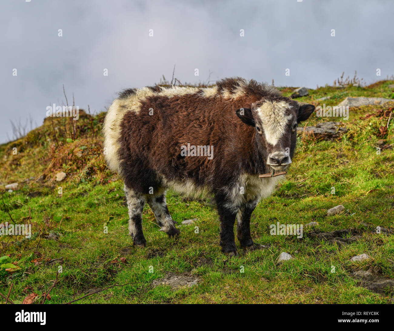 Black yak (cow) on mountain of Annapurna Range of Nepal Stock Photo - Alamy