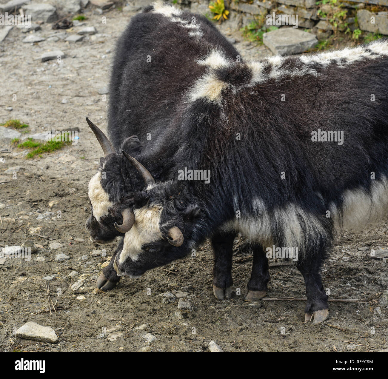 Black yak (cow) on mountain of Annapurna Range of Nepal Stock Photo - Alamy