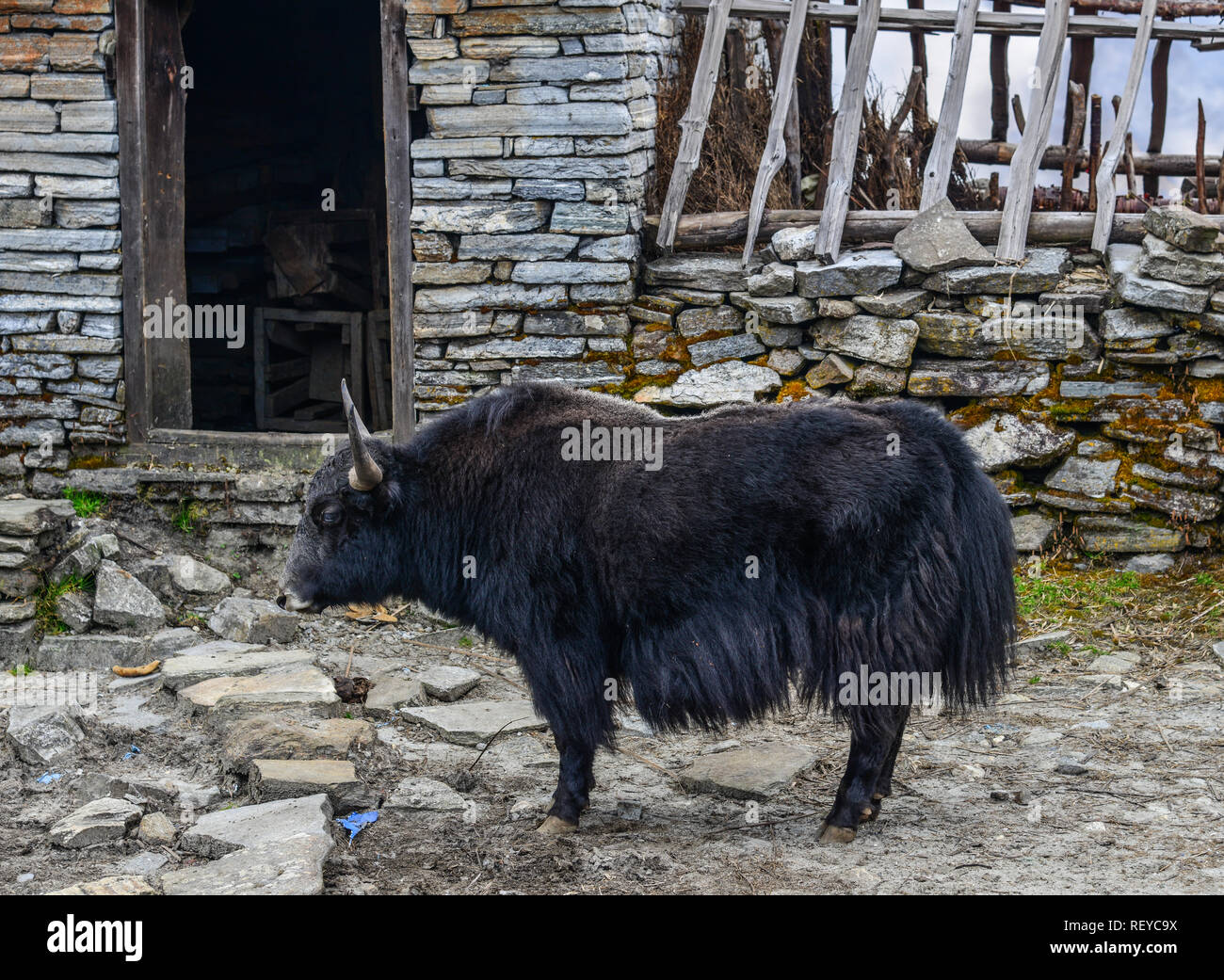 Black yak (cow) on mountain of Annapurna Range of Nepal Stock Photo - Alamy