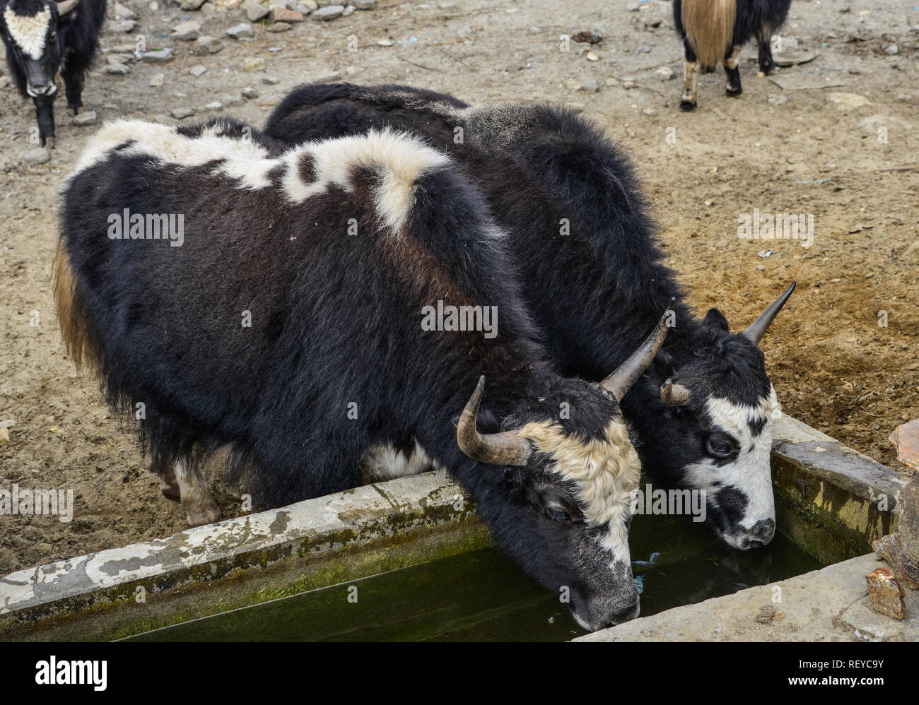 Black yak (cow) on mountain of Annapurna Range of Nepal Stock Photo - Alamy