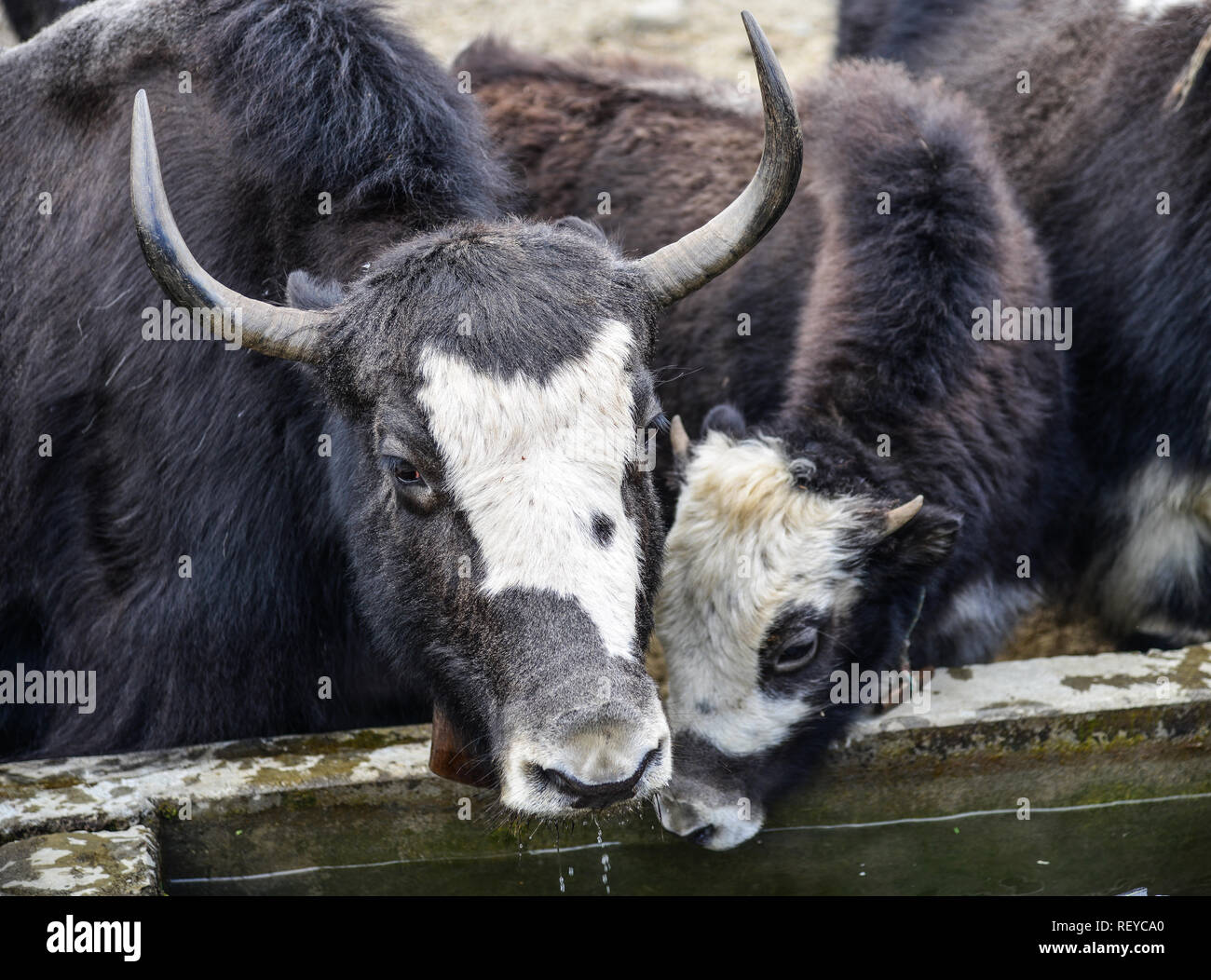 Black yak (cow) on mountain of Annapurna Range of Nepal Stock Photo - Alamy