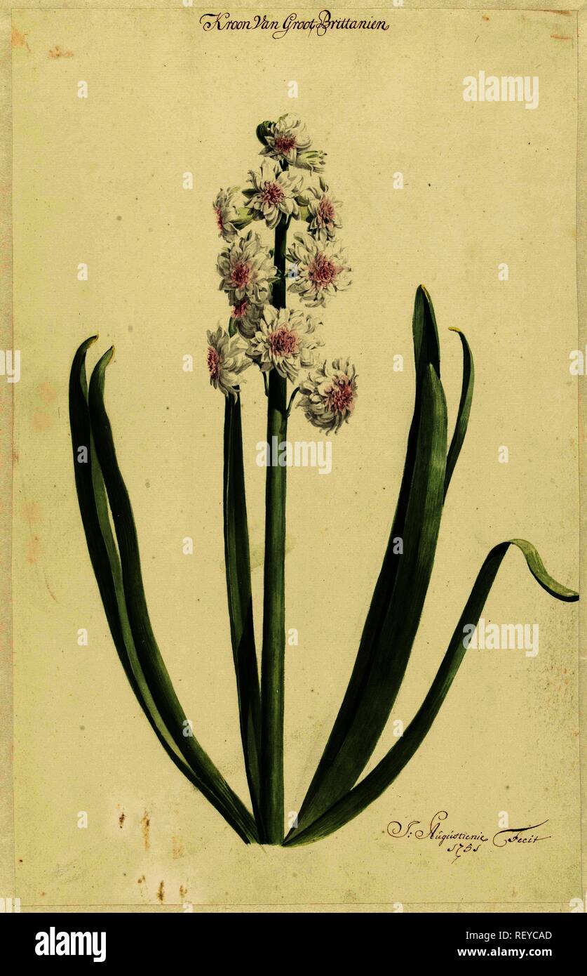 White hyacinth crown hi-res stock photography and images - Alamy