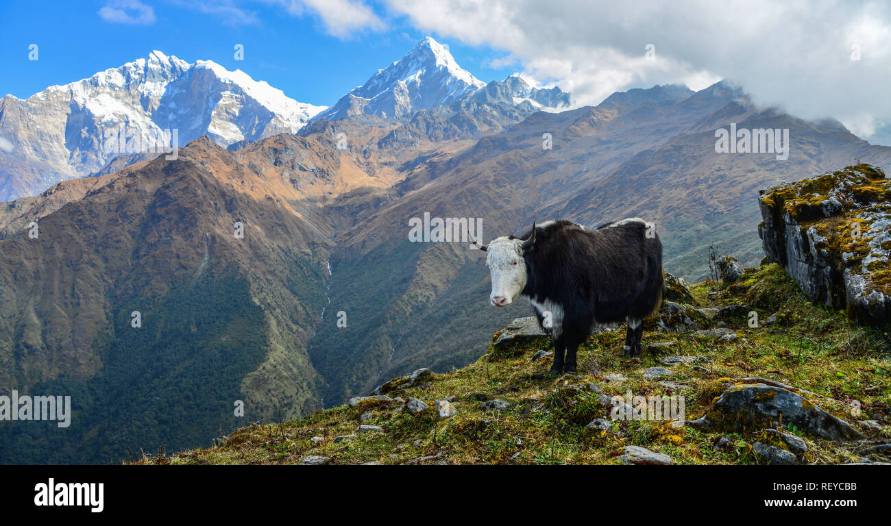Black yak (cow) on mountain of Annapurna Range of Nepal Stock Photo - Alamy