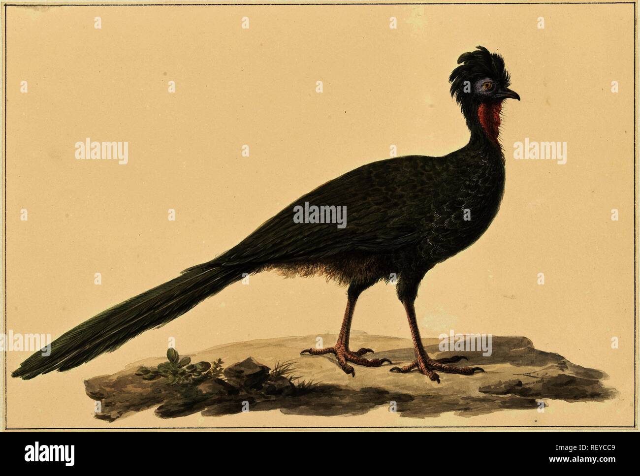 Penelope walker hi-res stock photography and images - Alamy