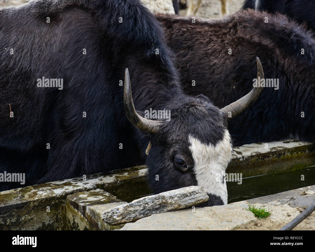 Black yak (cow) on mountain of Annapurna Range of Nepal Stock Photo - Alamy