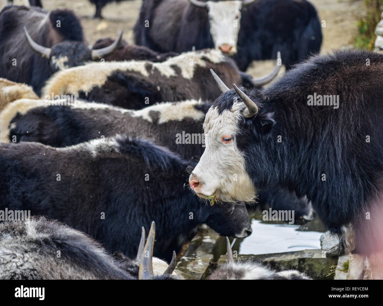 Black yak (cow) on mountain of Annapurna Range of Nepal Stock Photo - Alamy