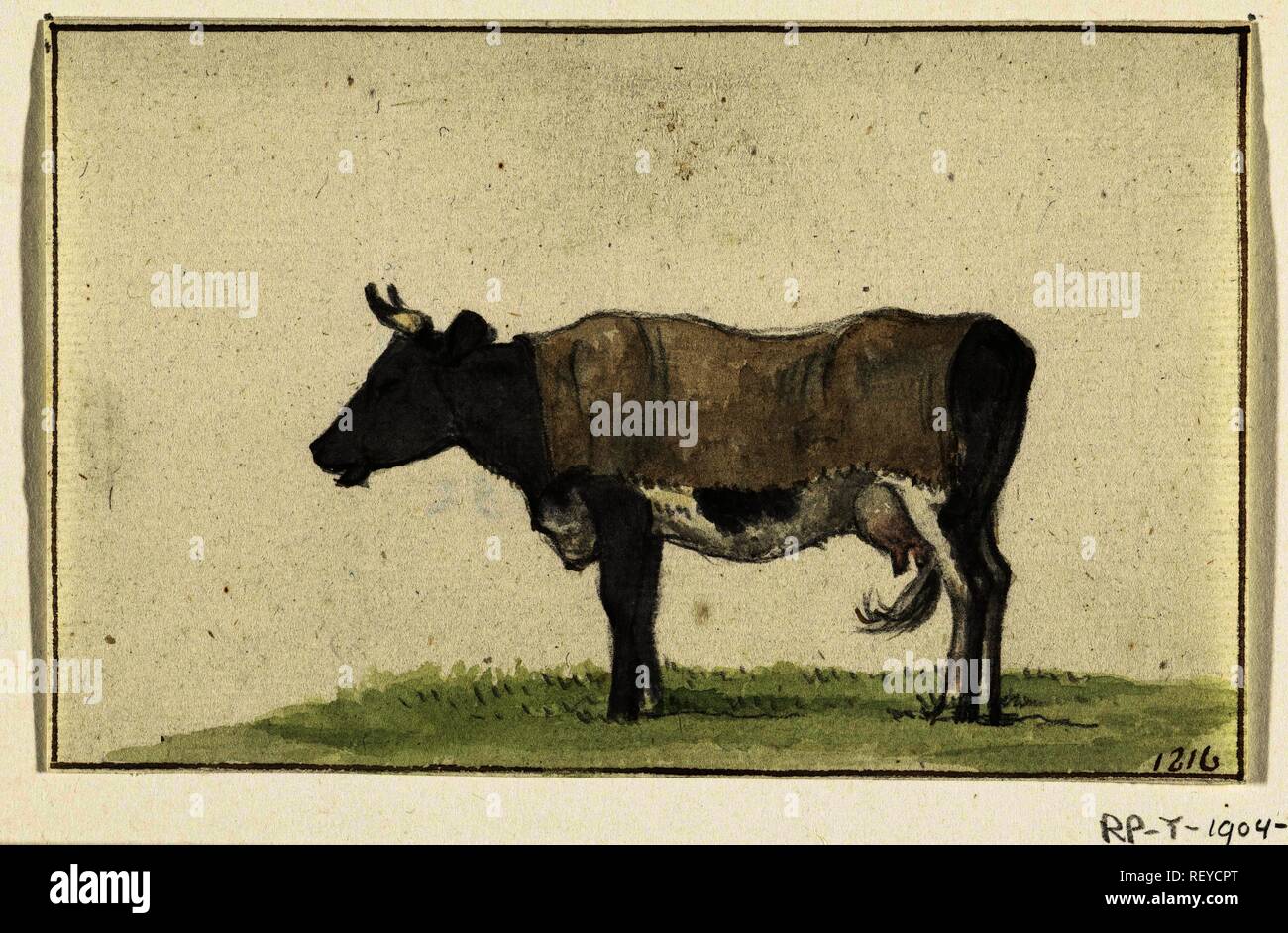 Standing cow with blanket hi-res stock photography and images - Alamy