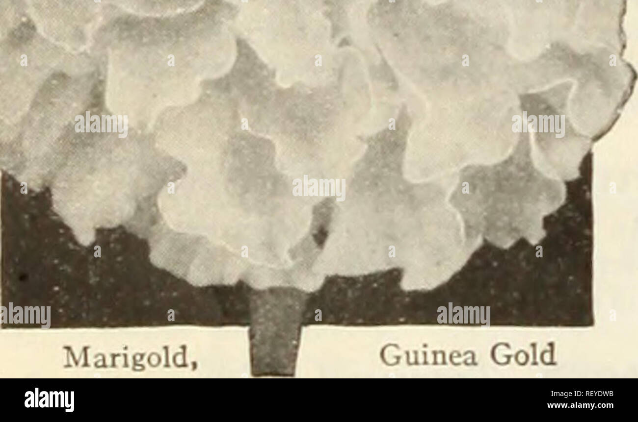 Showy guinea flowers hi-res stock photography and images - Alamy