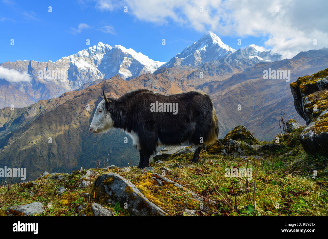 Black yak (cow) on mountain of Annapurna Range of Nepal Stock Photo - Alamy