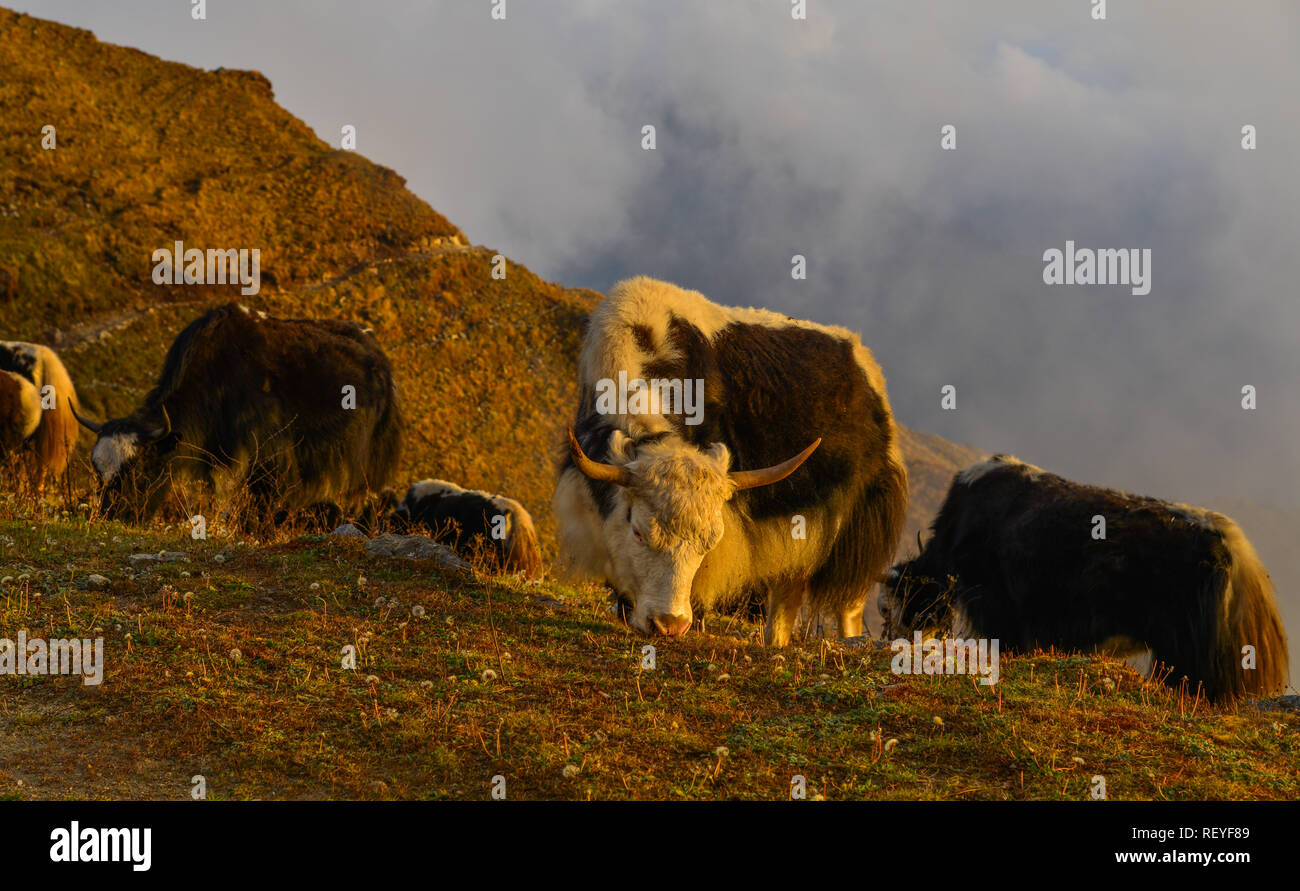 Black yak (cow) on mountain of Annapurna Range of Nepal Stock Photo - Alamy