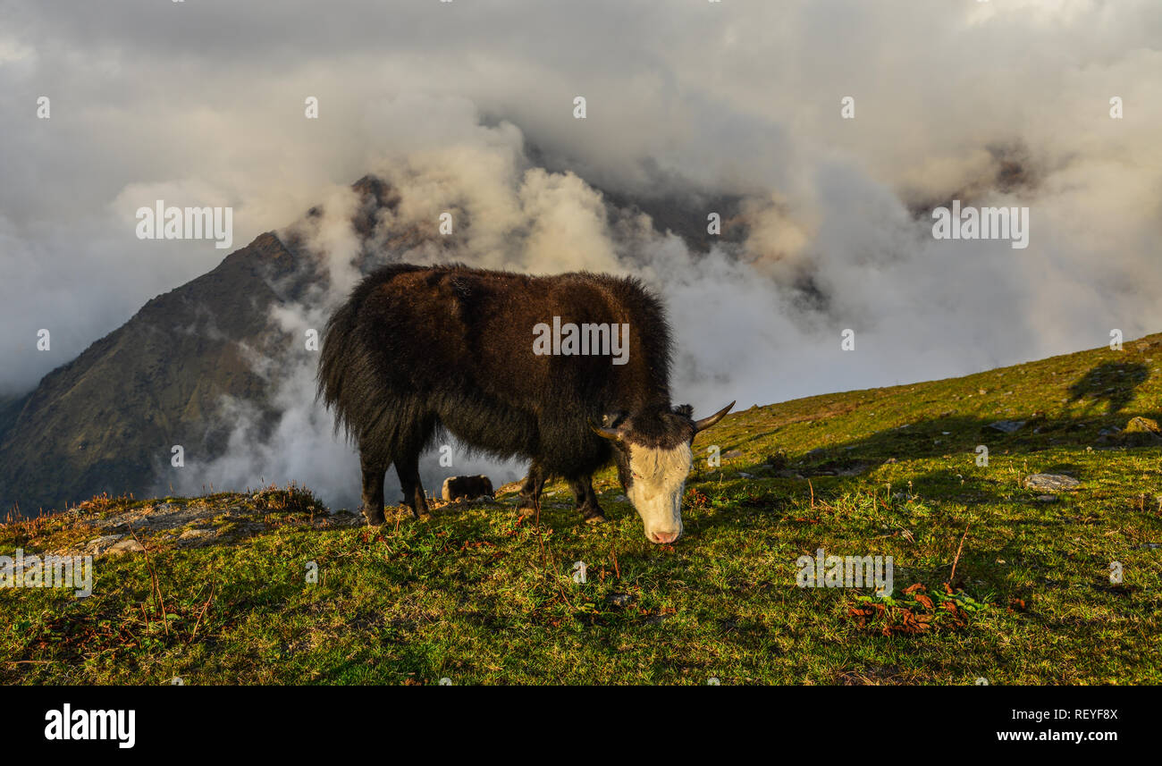 Black yak (cow) on mountain of Annapurna Range of Nepal Stock Photo - Alamy