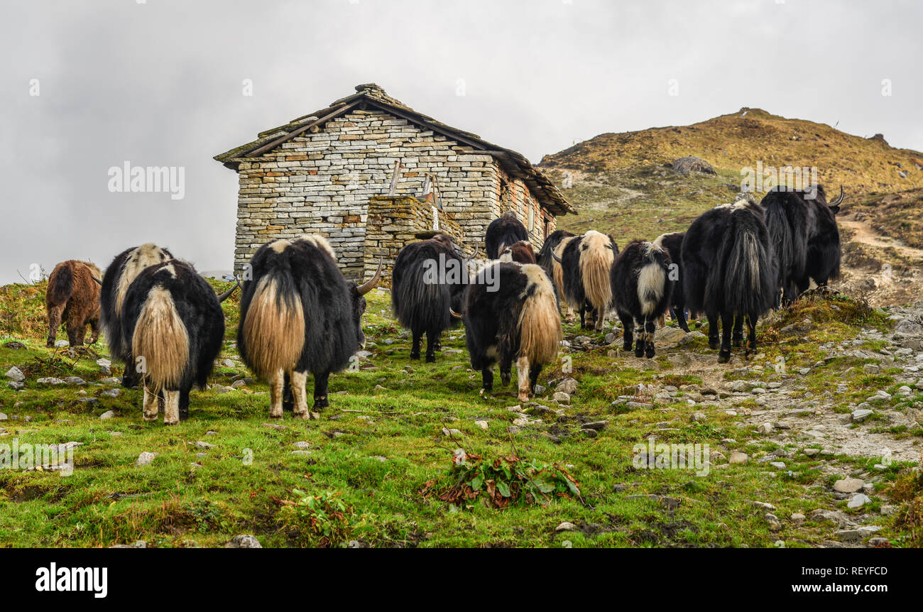 Black yak (cow) on mountain of Annapurna Range of Nepal Stock Photo - Alamy