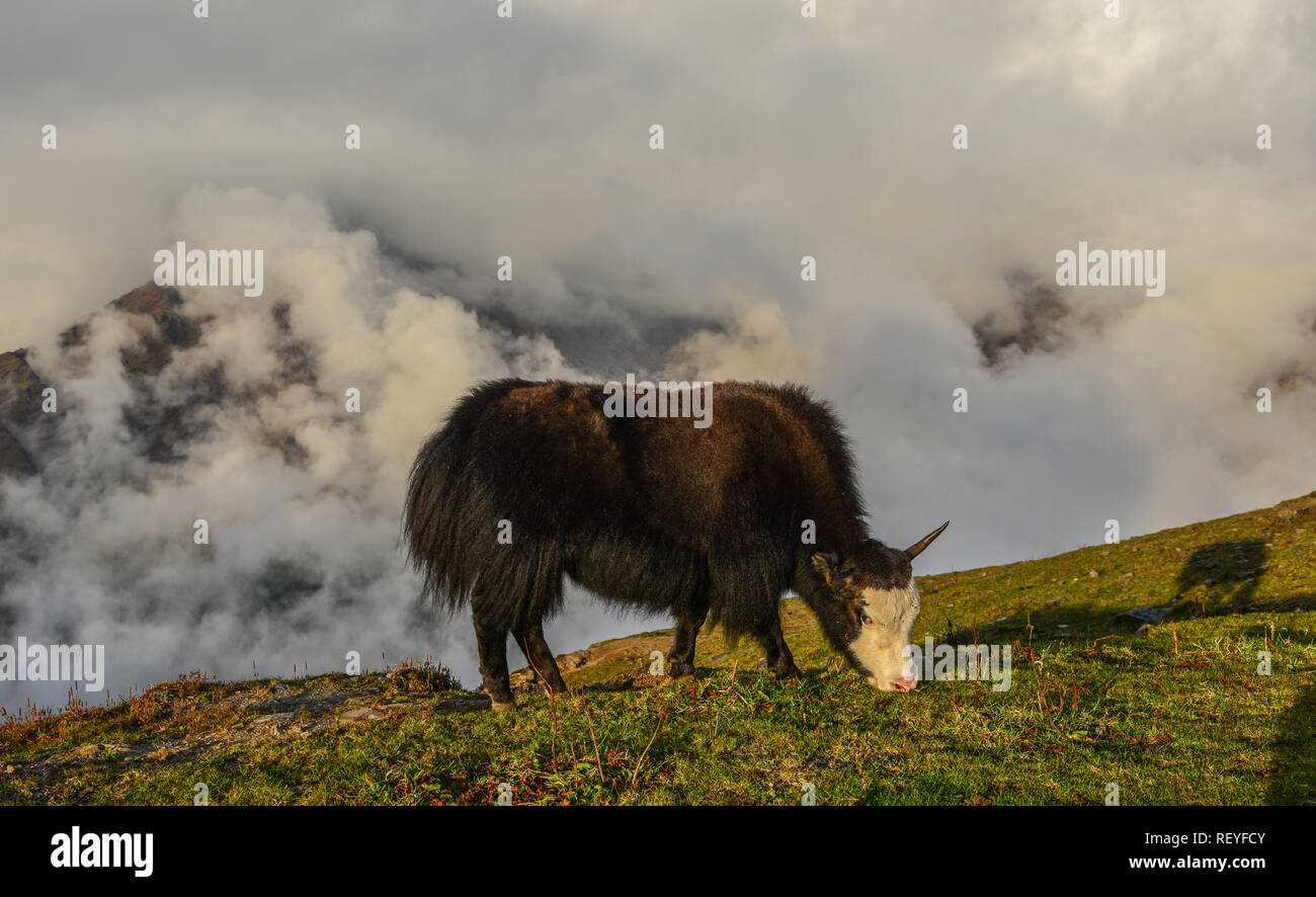 Black yak (cow) on mountain of Annapurna Range of Nepal Stock Photo - Alamy