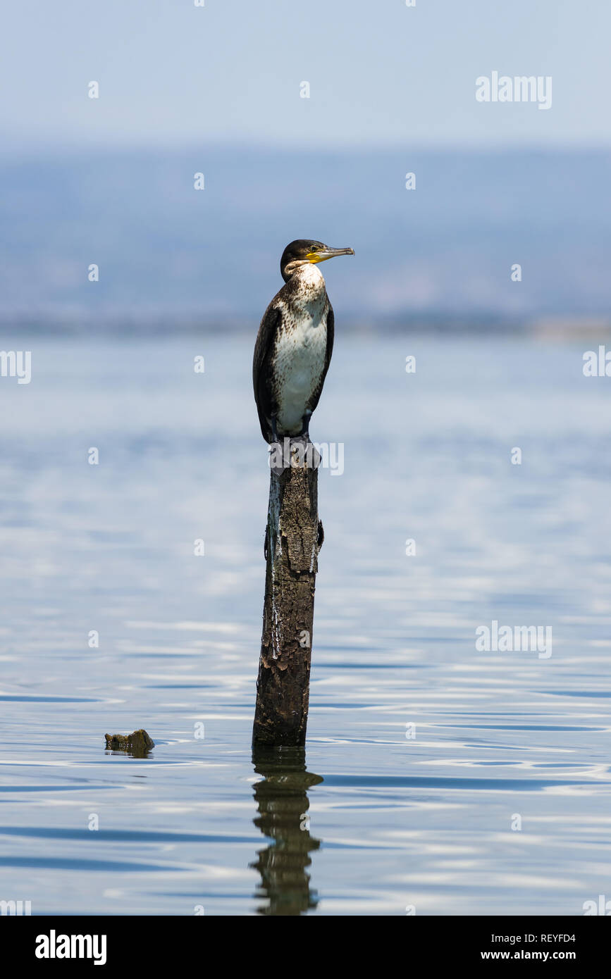 P lucidus hi-res stock photography and images - Alamy