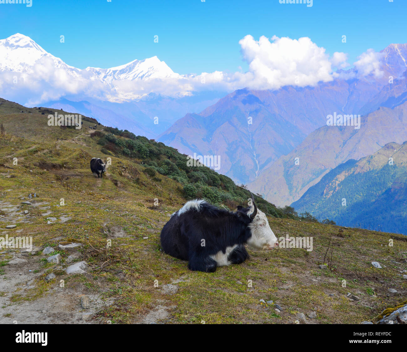Black yak (cow) on mountain of Annapurna Range of Nepal Stock Photo - Alamy