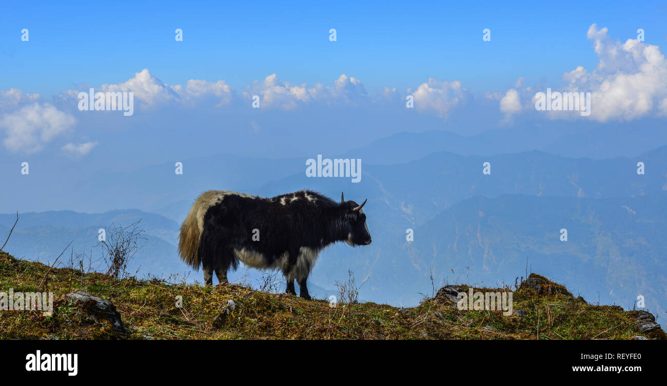 Black yak (cow) on mountain of Annapurna Range of Nepal Stock Photo - Alamy