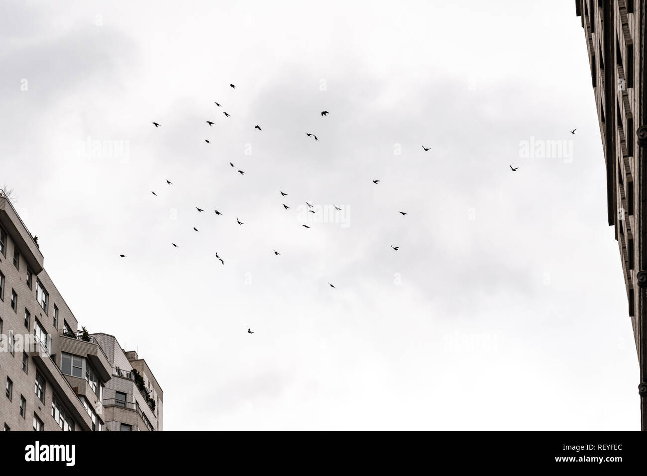 Pigeons e hi-res stock photography and images - Alamy