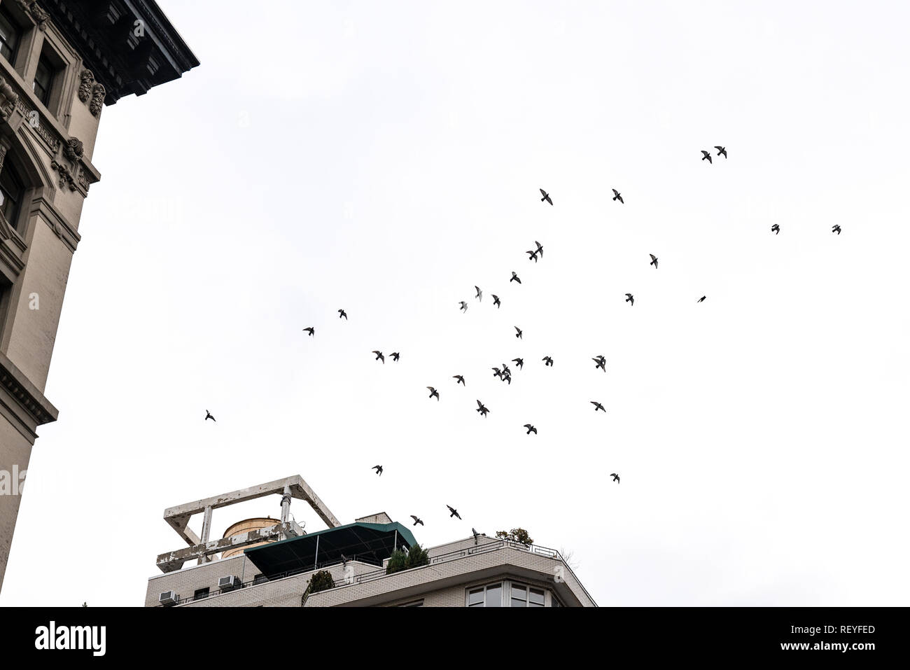 New York, USA, 16 January 2019. A dole of doves is seen flying between ...