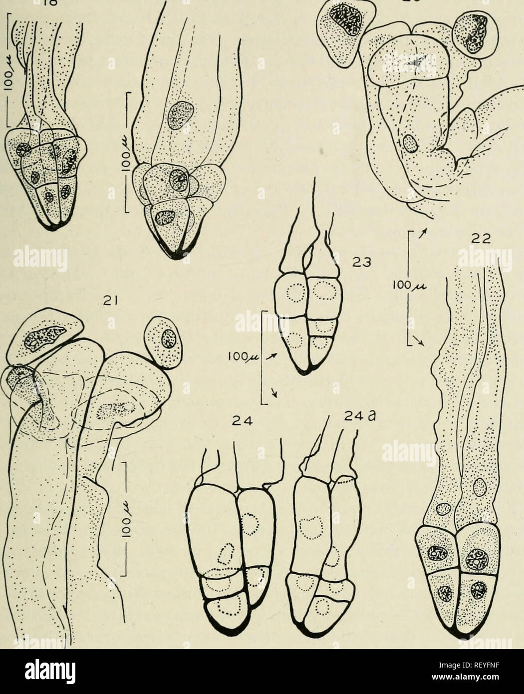 . The embryology of Larix. Botany; Larch. 18 THE EMBRYOLOGY OF LARIX ...