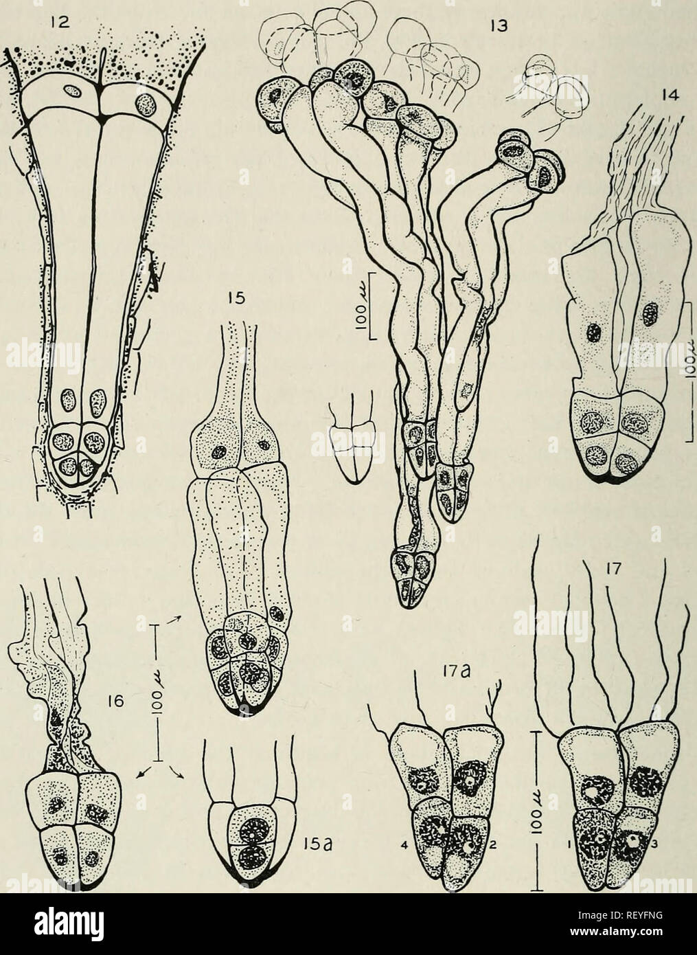 . The embryology of Larix. Botany; Larch. 30 ILLINOIS BIOLOGICAL ...