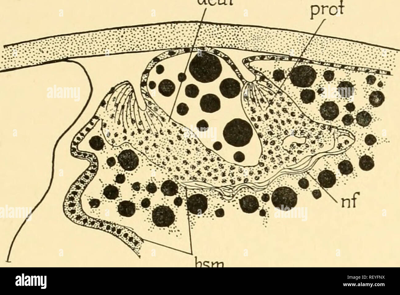 Preoral hi-res stock photography and images - Alamy