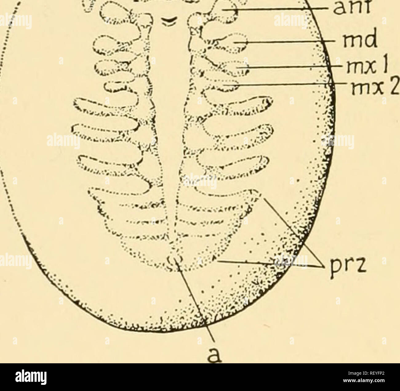 . Embryology of insects and myriapods; the developmental history of ...