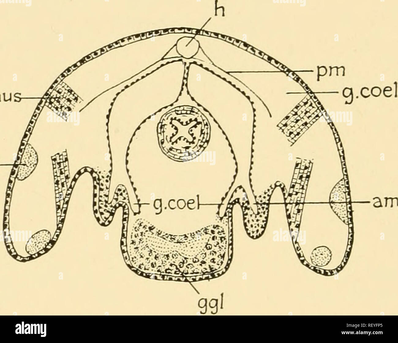 . Embryology of insects and myriapods; the developmental history of ...