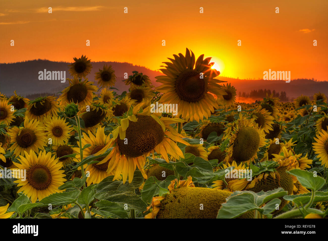 State flower of washington hi-res stock photography and images - Alamy