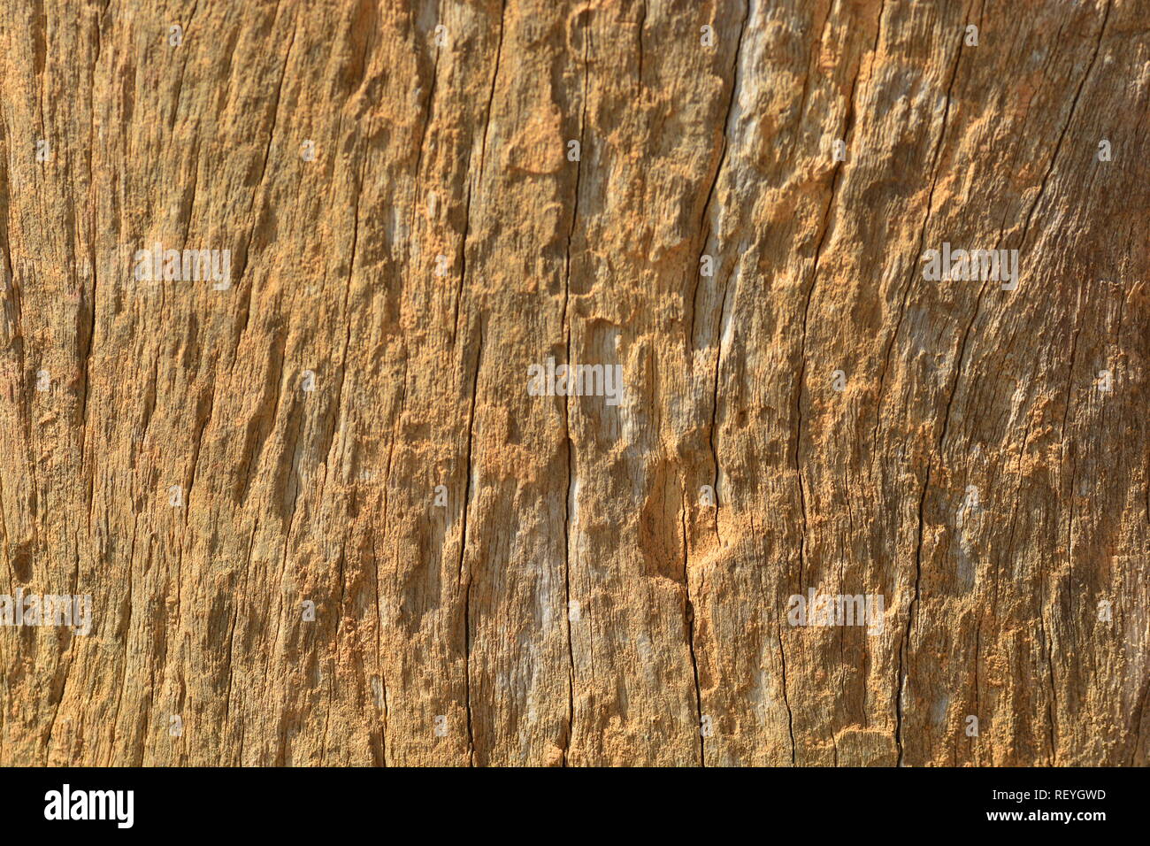 tree wood texture background Stock Photo - Alamy