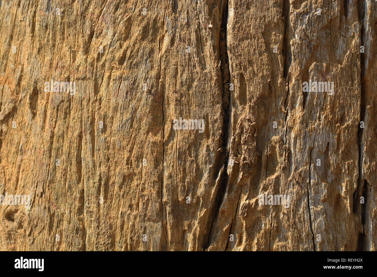 tree wood texture background Stock Photo - Alamy