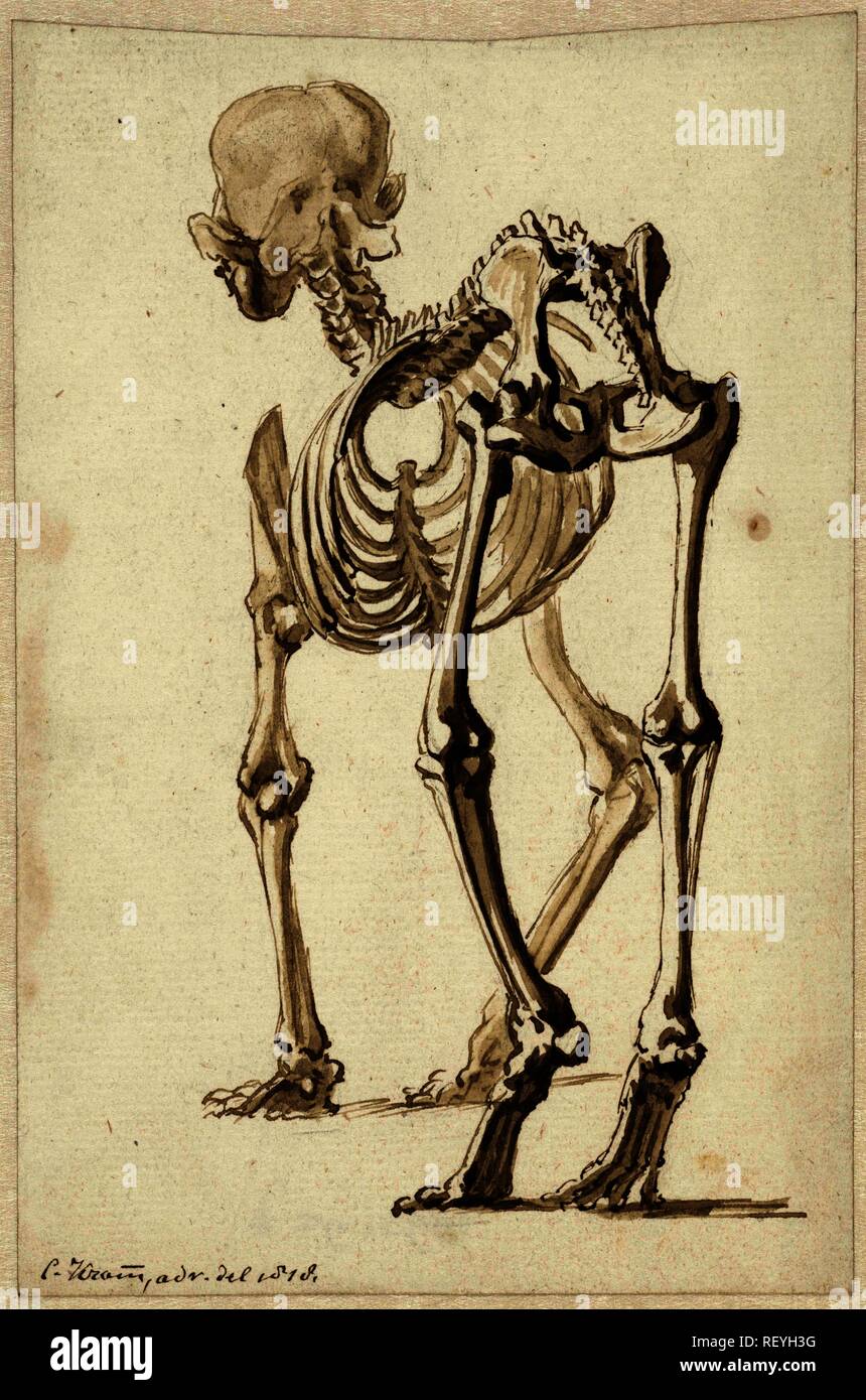 Dog skeleton drawing hi-res stock photography and images - Alamy