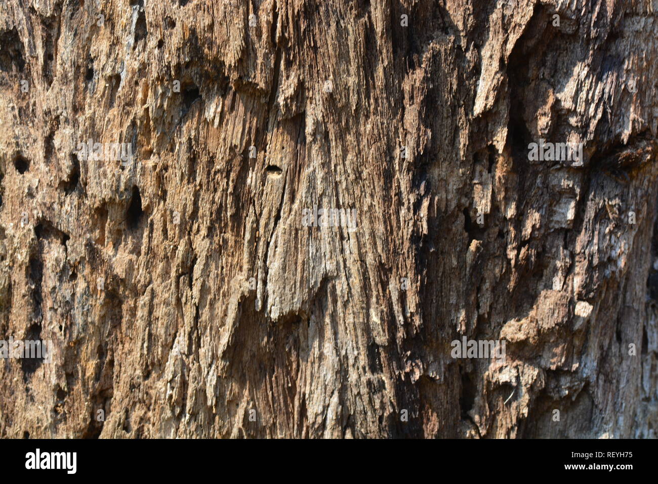 tree wood texture background Stock Photo - Alamy