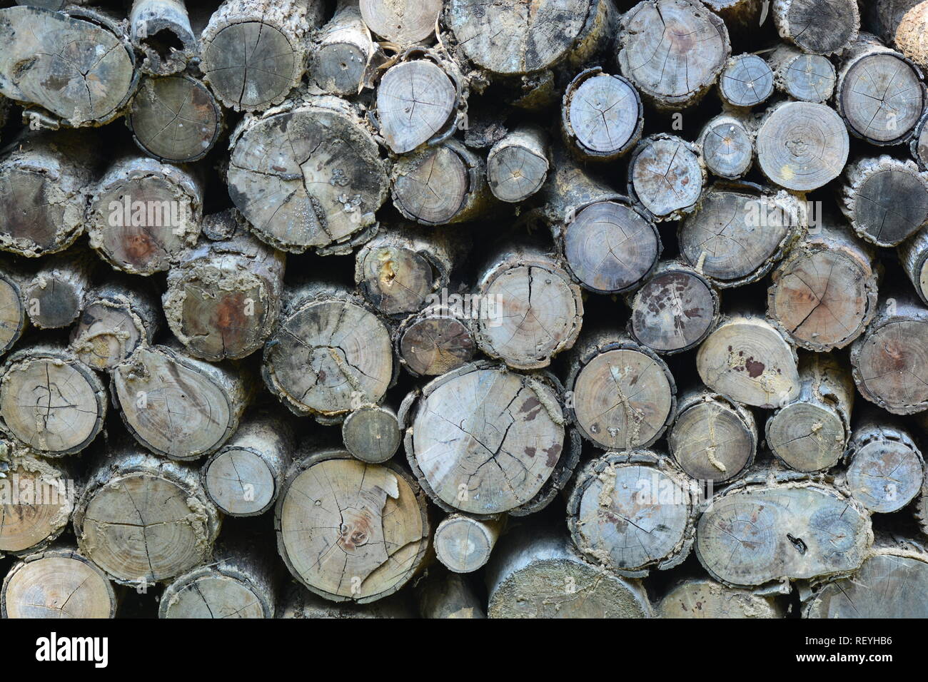 tree wood texture background Stock Photo - Alamy