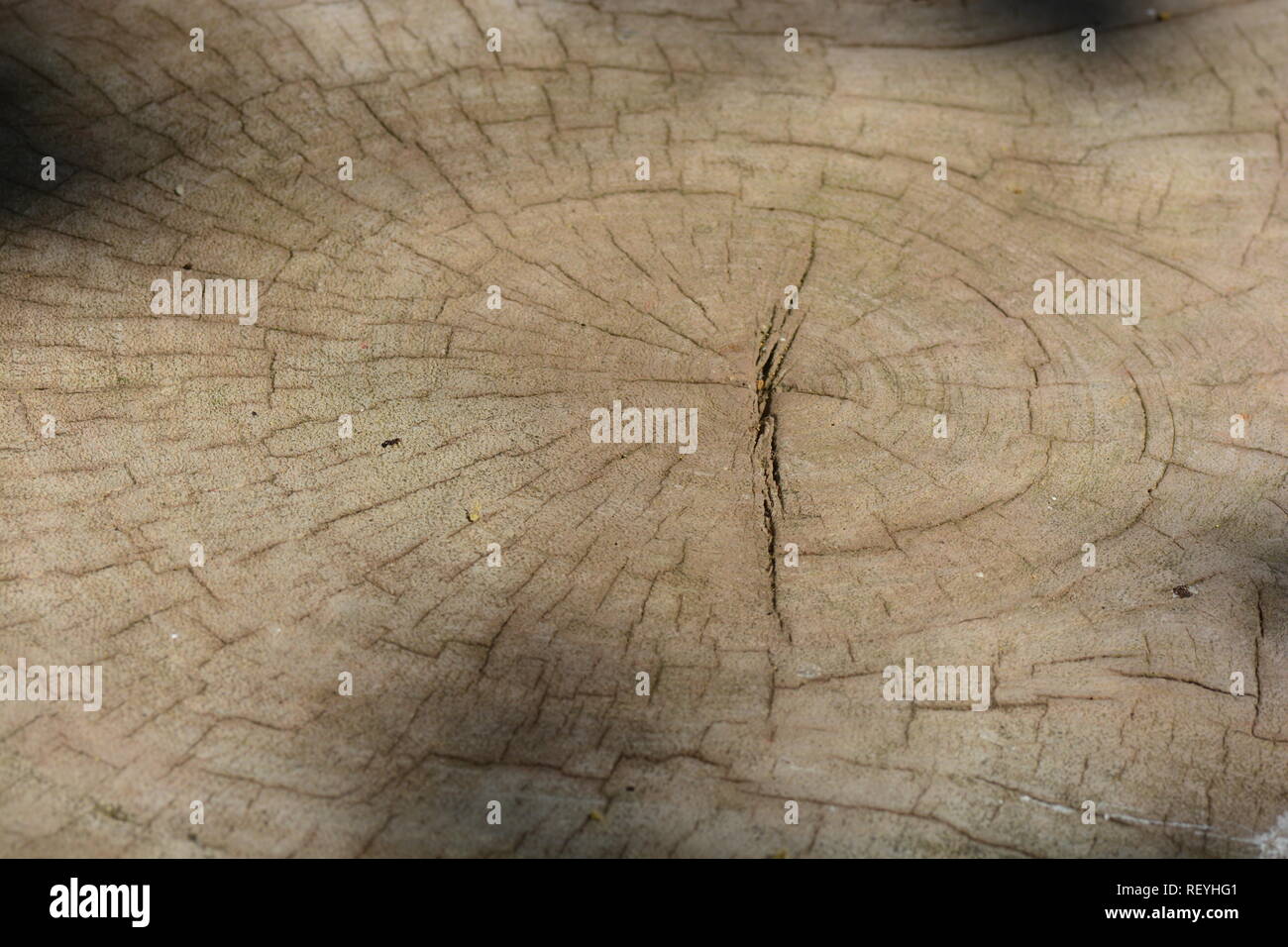 tree wood texture background Stock Photo - Alamy