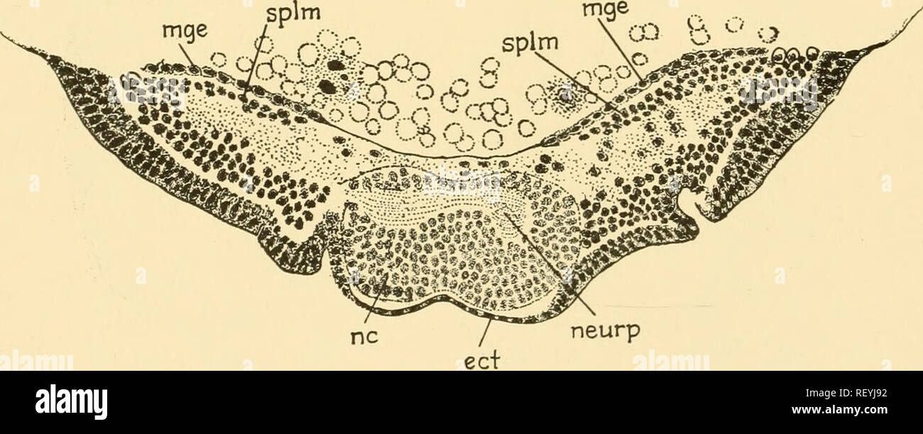 Neuropile hi-res stock photography and images - Alamy