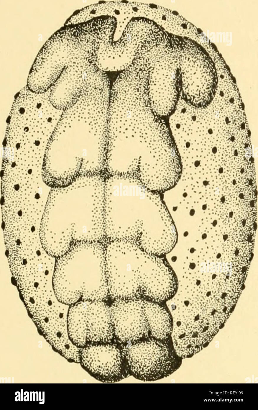 . Embryology of insects and myriapods; the developmental history of ...
