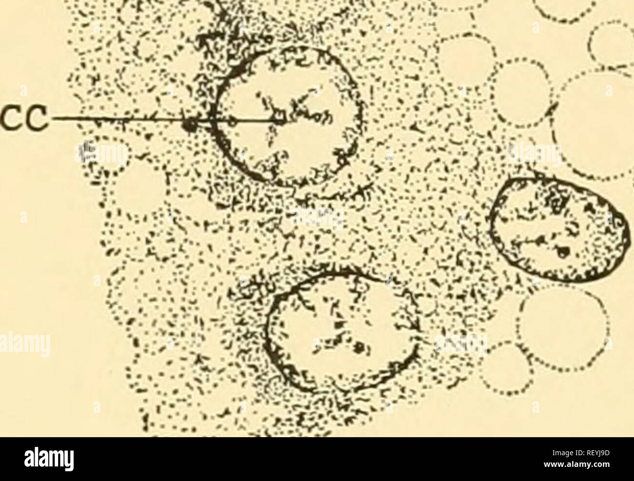 . Embryology of insects and myriapods; the developmental history of ...