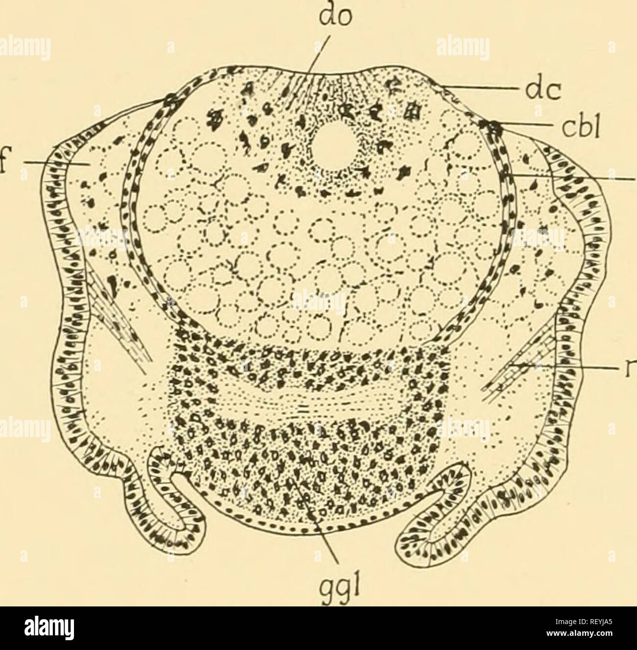 . Embryology of insects and myriapods; the developmental history of ...