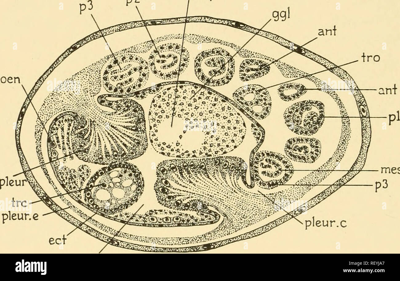 . Embryology of insects and myriapods; the developmental history of ...