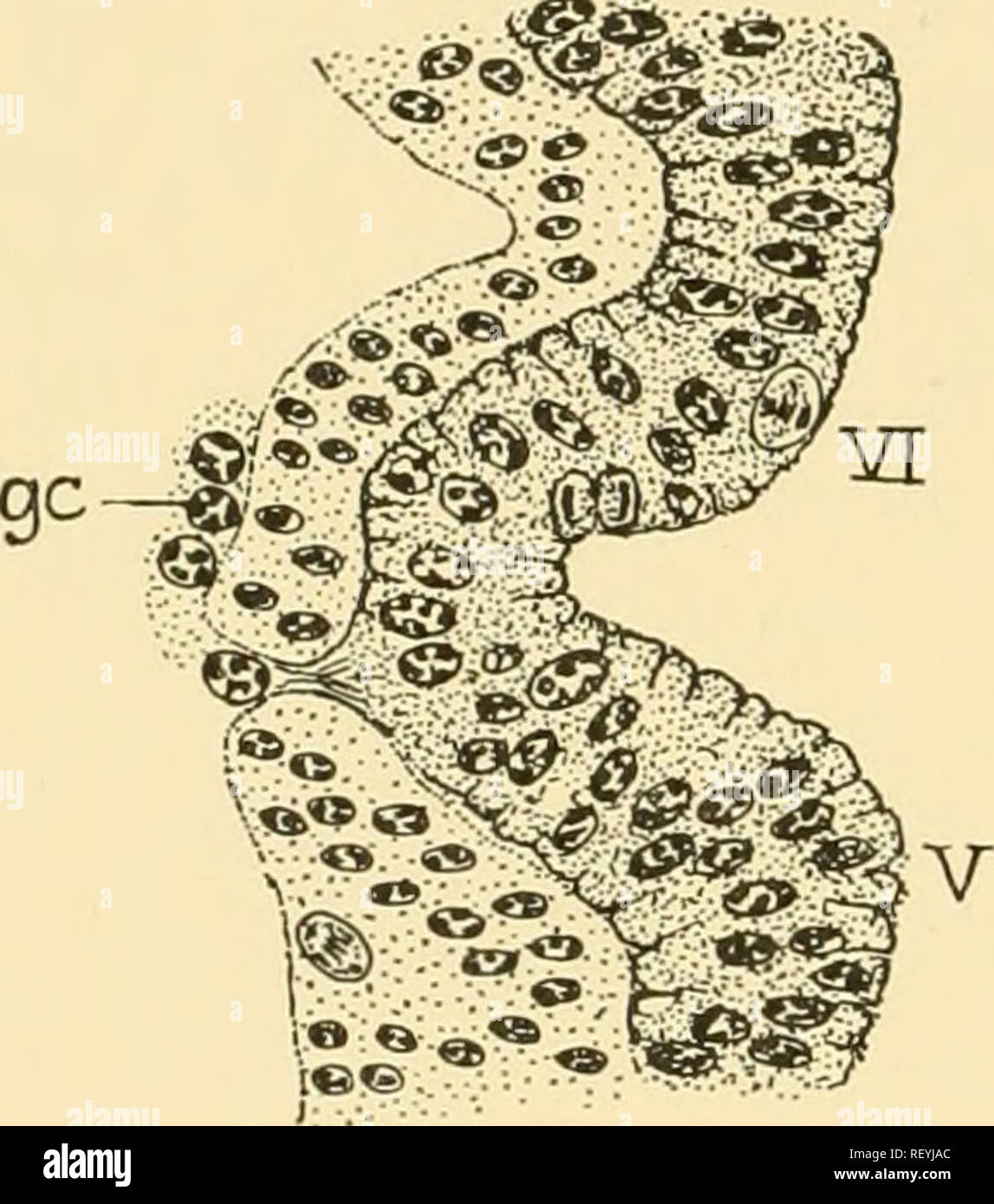 . Embryology of insects and myriapods; the developmental history of ...
