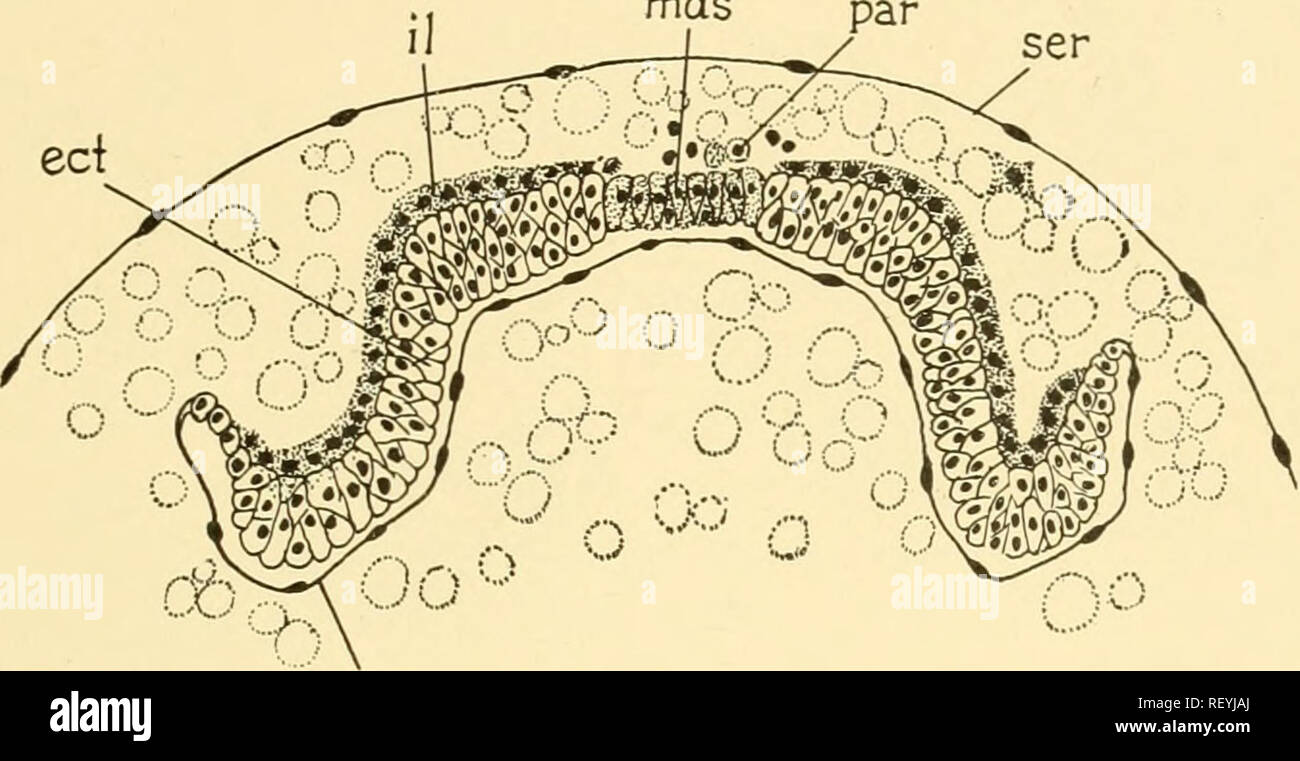 . Embryology of insects and myriapods; the developmental history of ...